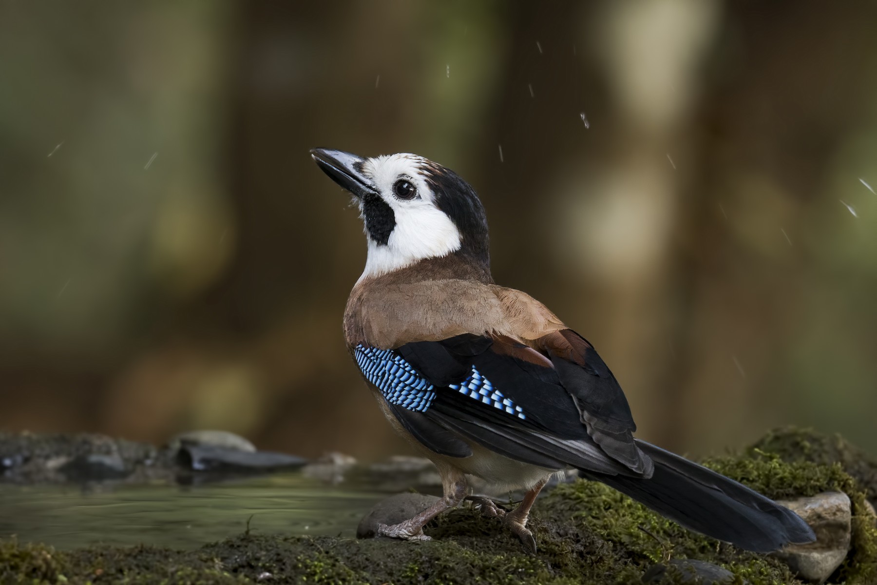 Eurasian Jay (White-faced) - eBird