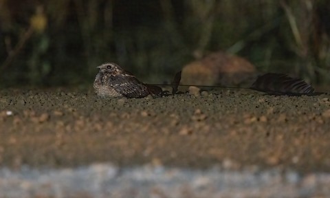 Standard Winged Nightjar Flying