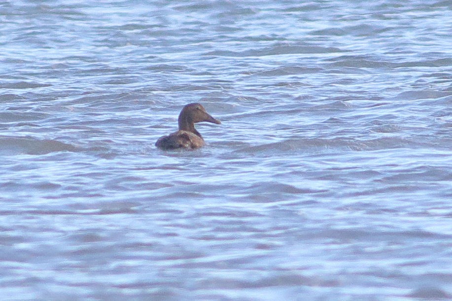 eBird Checklist - 22 Nov 2022 - Kilmore Quay - 29 species