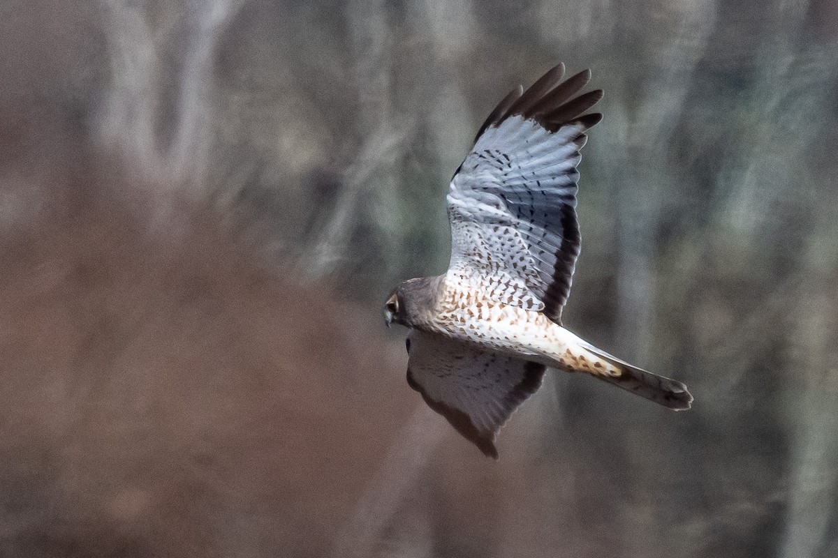 eBird Checklist - 28 Jan 2023 - Cape Island--The Beanery/Rea Farm ...
