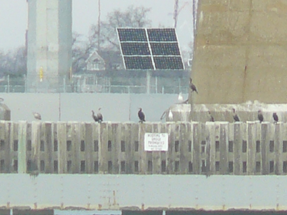 eBird Checklist - 28 Jan 2023 - Fort Armistead Park (Baltimore City ...