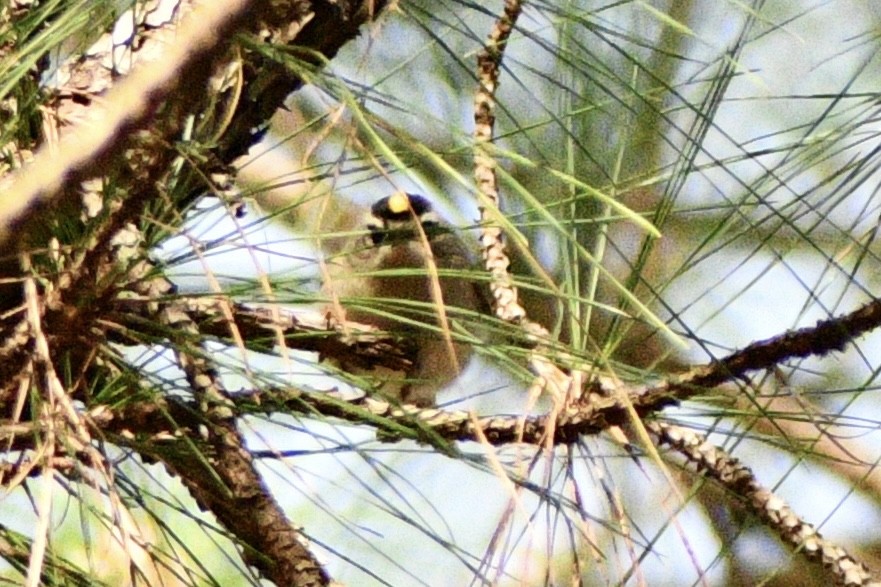 eBird Checklist - 28 Jan 2023 - Paulks Pasture WMA - 23 species