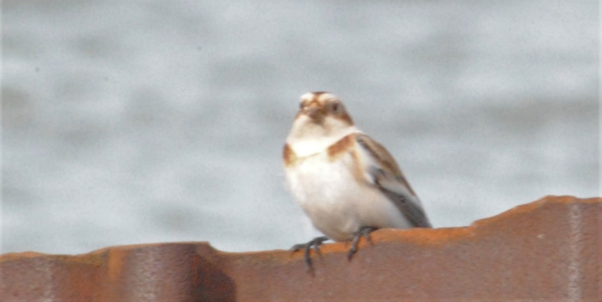 eBird Checklist - 28 Jan 2023 - Cleveland Lakefront Nature Preserve ...