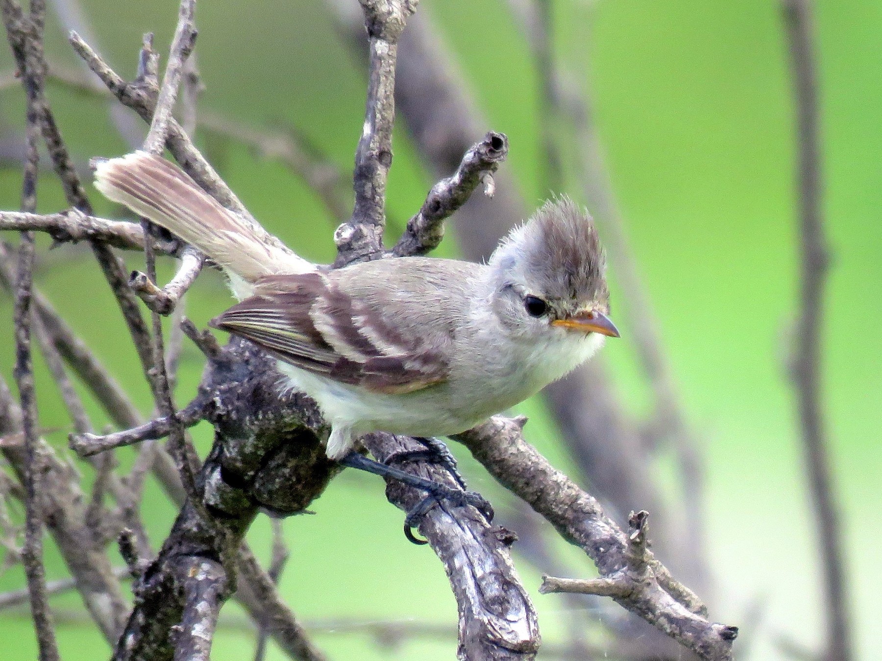 Southern Beardless-Tyrannulet - eBird