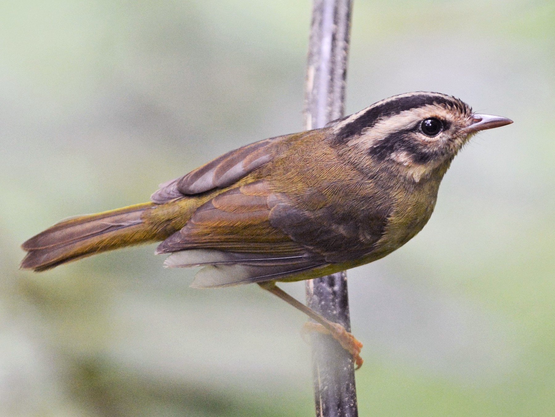 Costa Rican Warbler - eBird