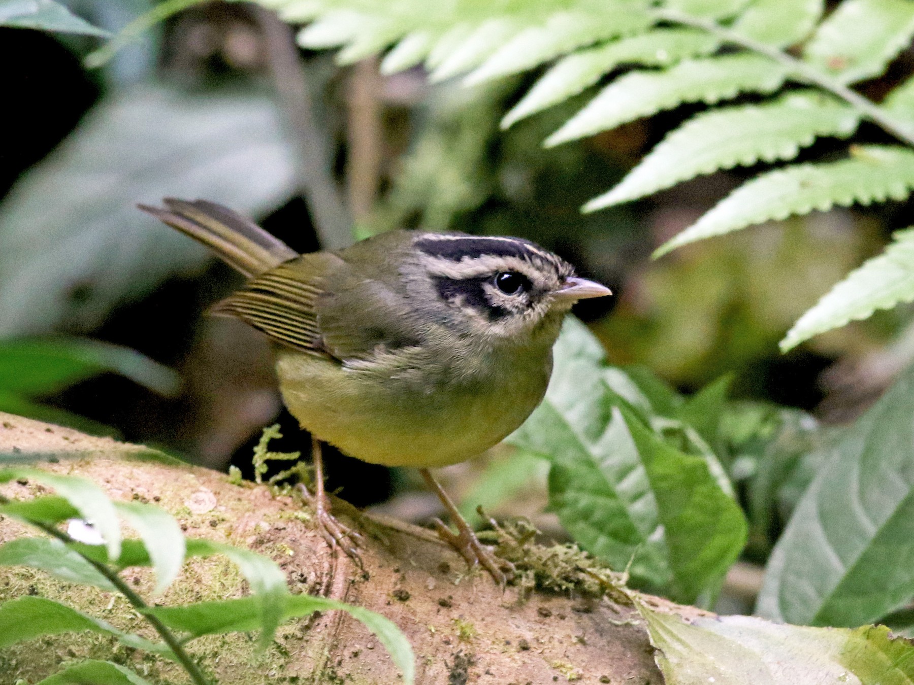 Costa Rican Warbler - eBird