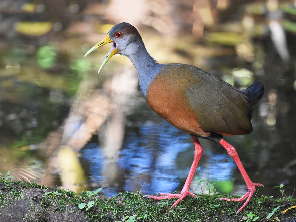 Russet-naped Wood-Rail - eBird