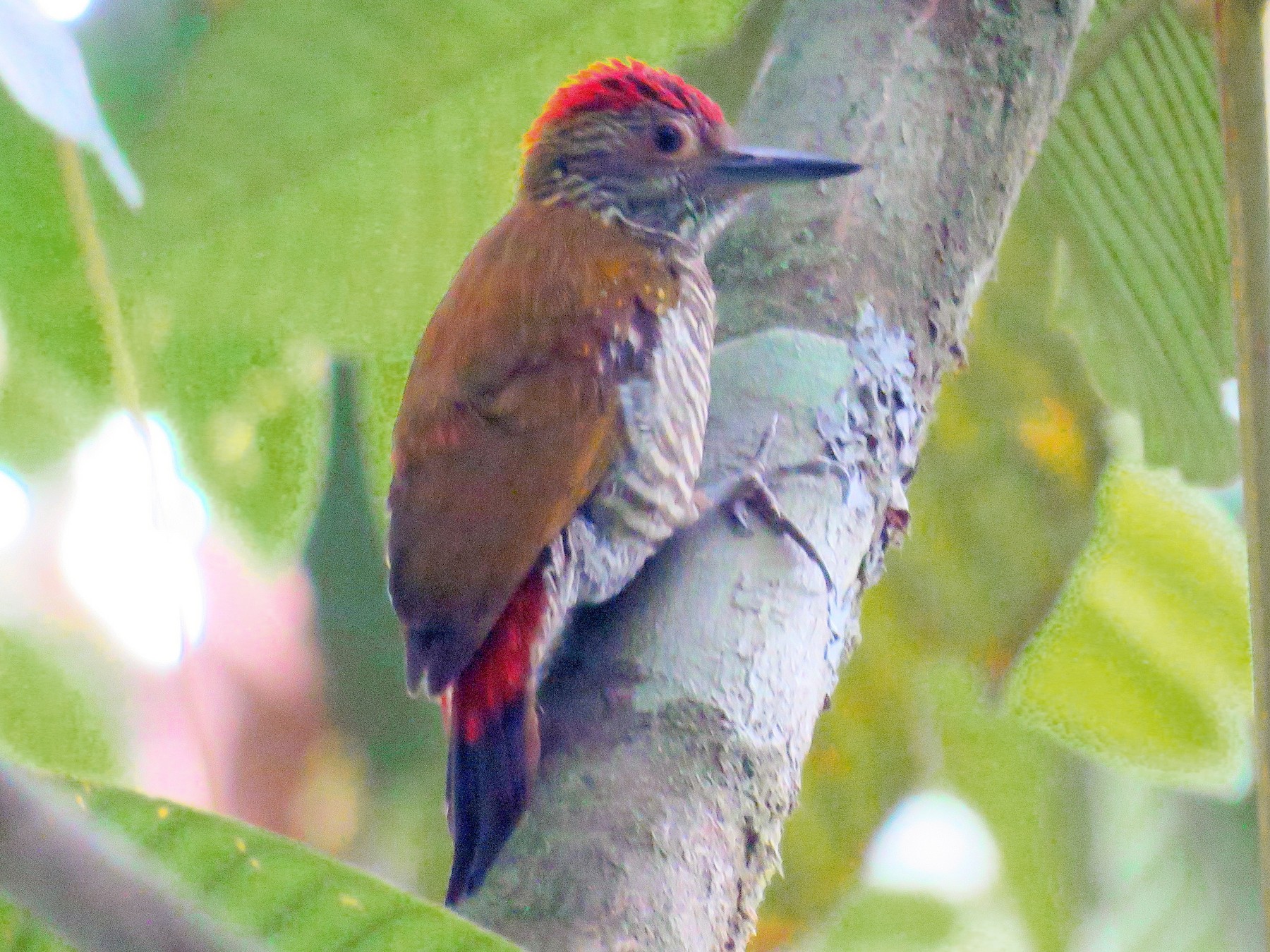 Red-rumped Woodpecker - eBird