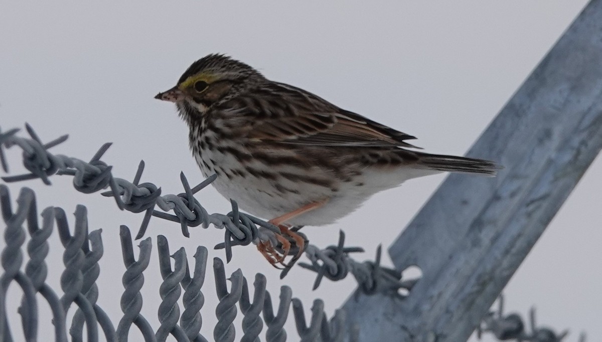 eBird Checklist - 28 Jan 2023 - Purdue ASREC - 5 species