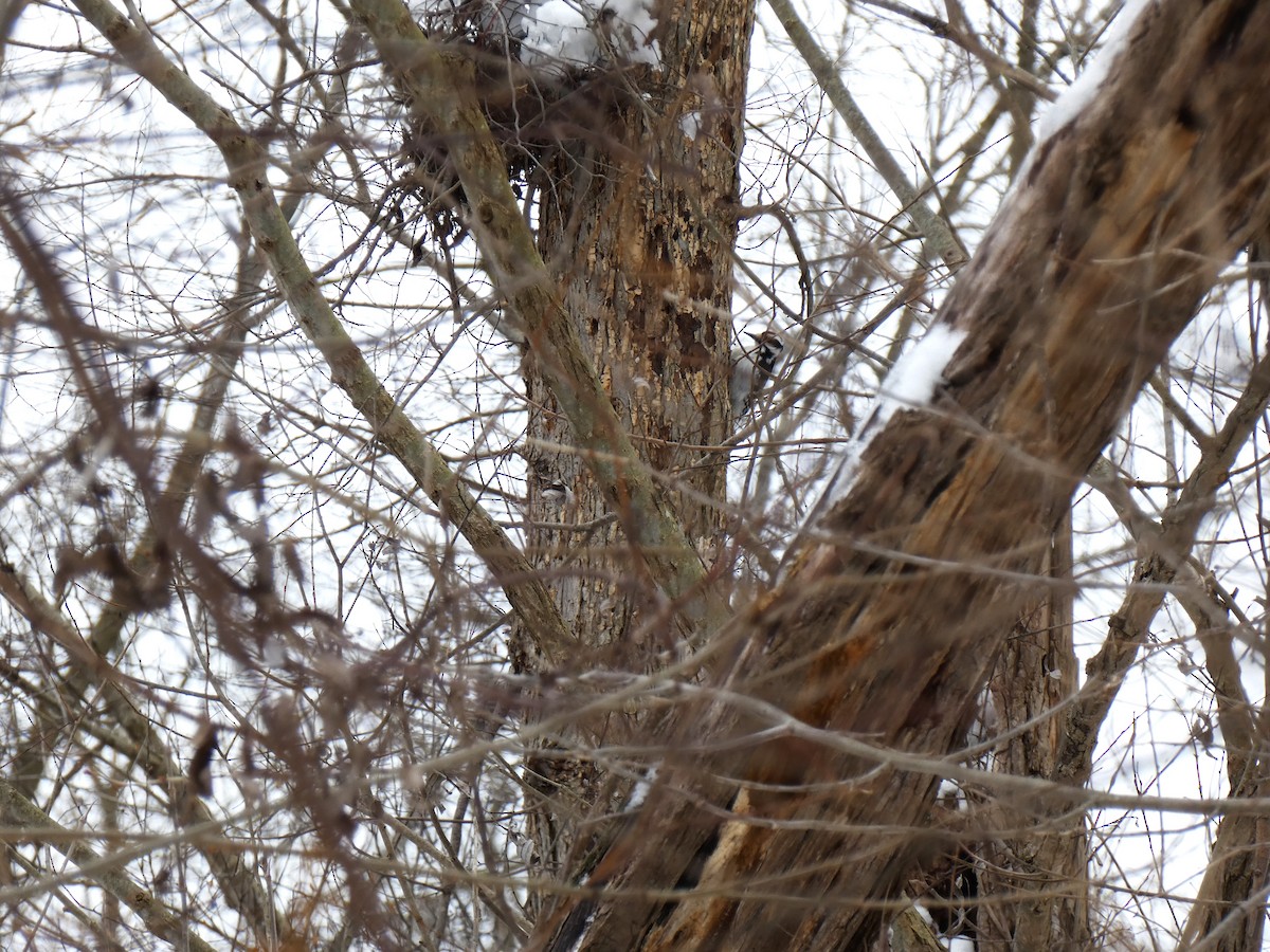 eBird Checklist - 28 Jan 2023 - Douglas Bird Kiwanis Memorial Park - 13 ...