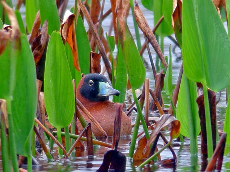 Masked Duck - eBird