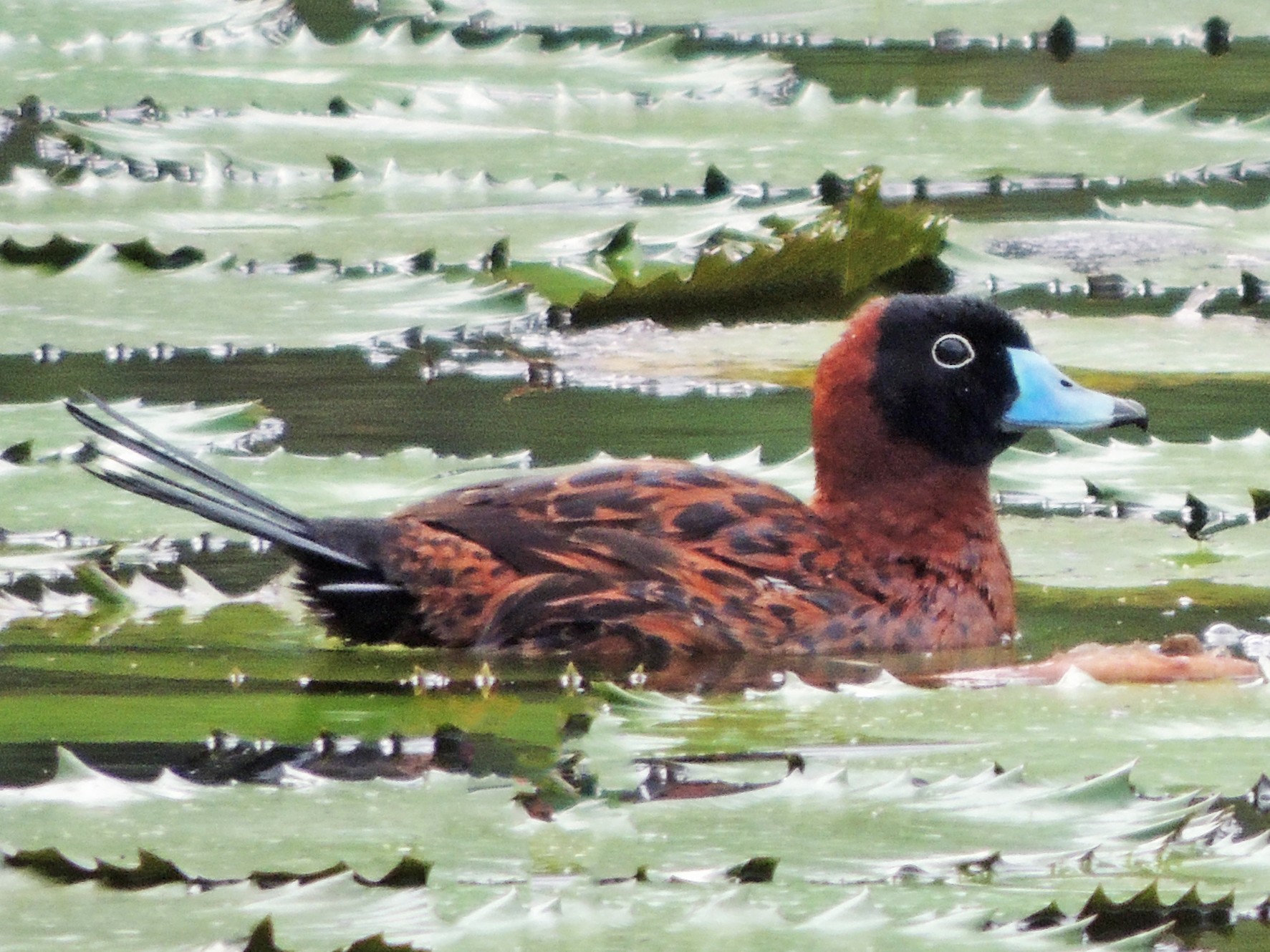 Masked Duck - eBird