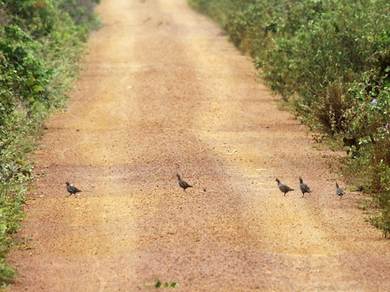 uru-do-campo - eBird