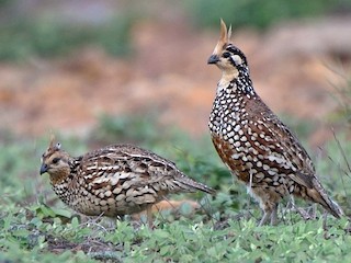 Crested Bobwhite - eBird