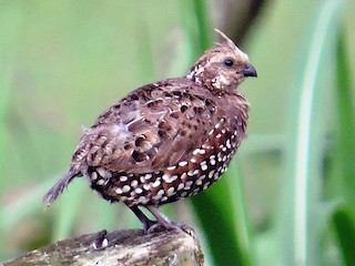 Crested Bobwhite - Colinus cristatus - Birds of the World