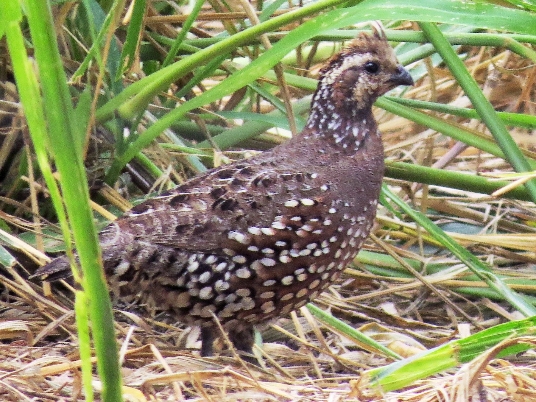 Crested Bobwhite - eBird