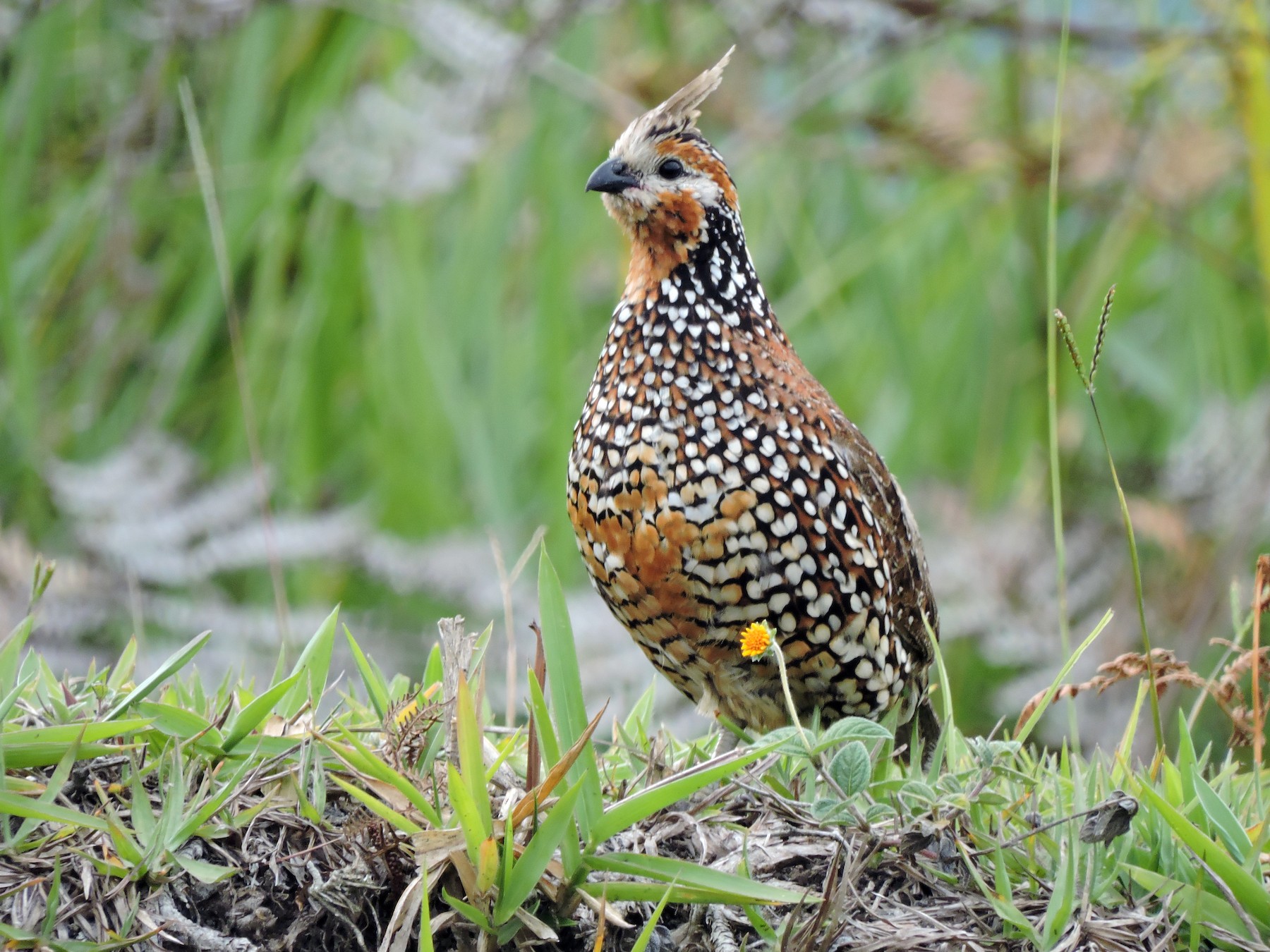Crested Bobwhite - eBird