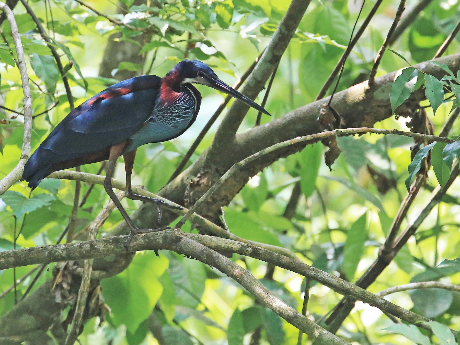 Agami Heron - eBird