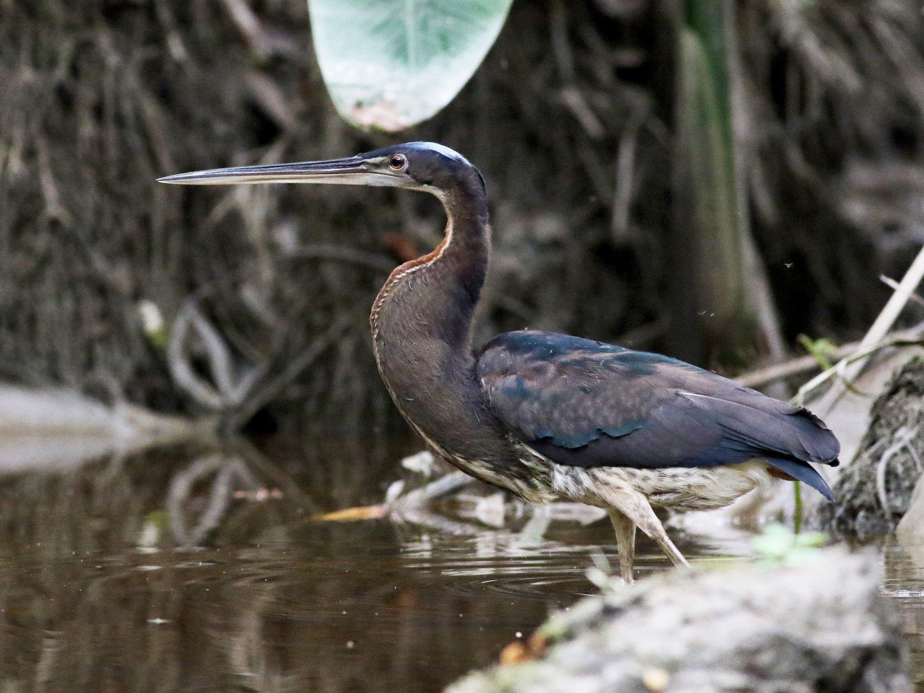Agami Heron - eBird