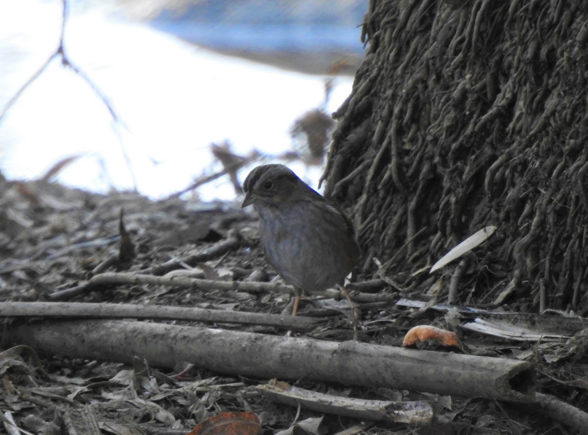 eBird Checklist - 28 Jan 2023 - Frank G. Bonelli RP/Puddingstone ...