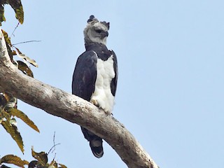 Harpy Eagle - eBird