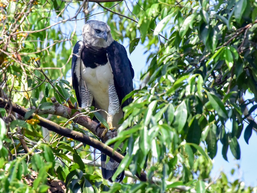 Harpy Eagle - eBird