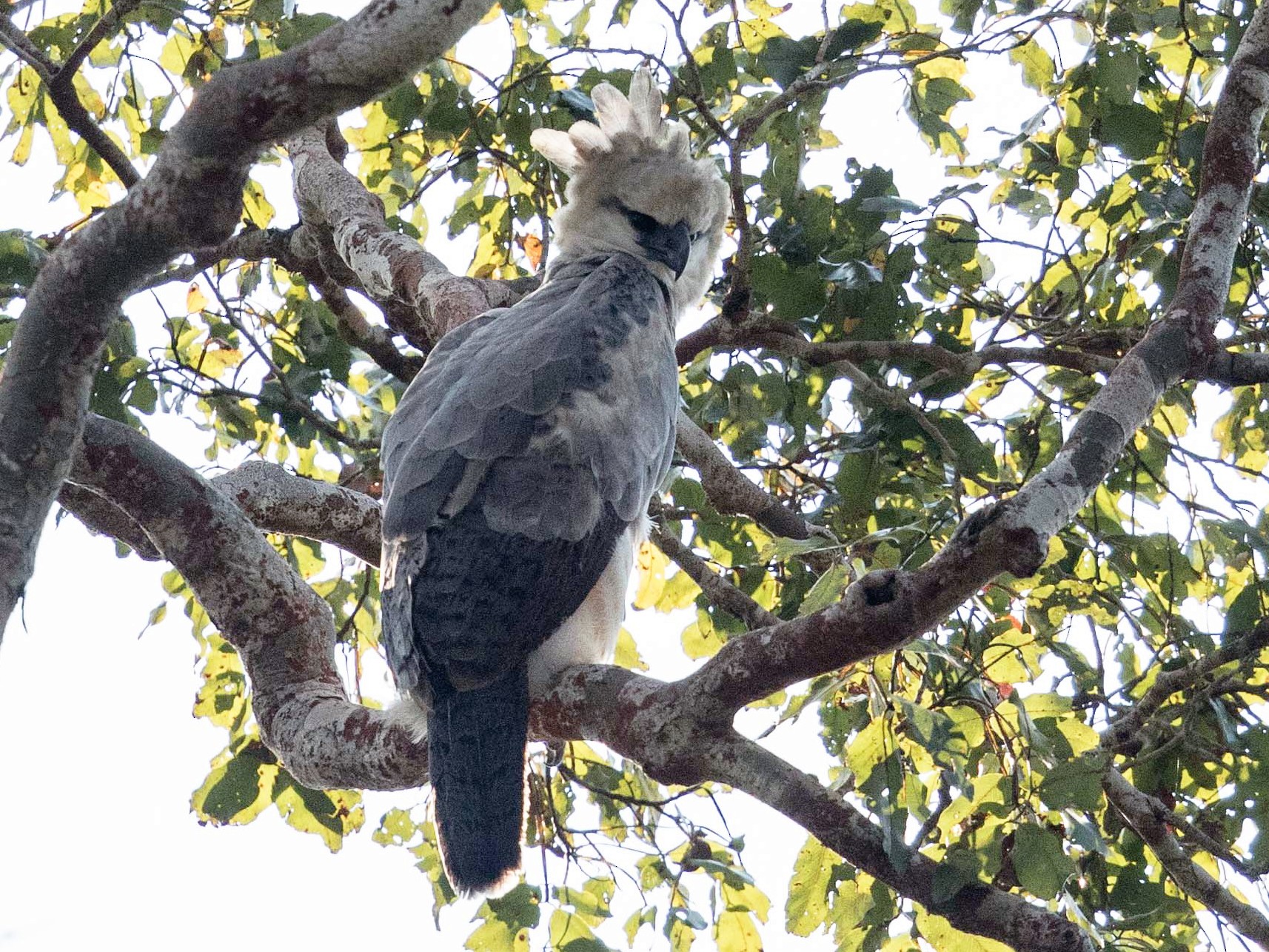 Águila Arpía - eBird