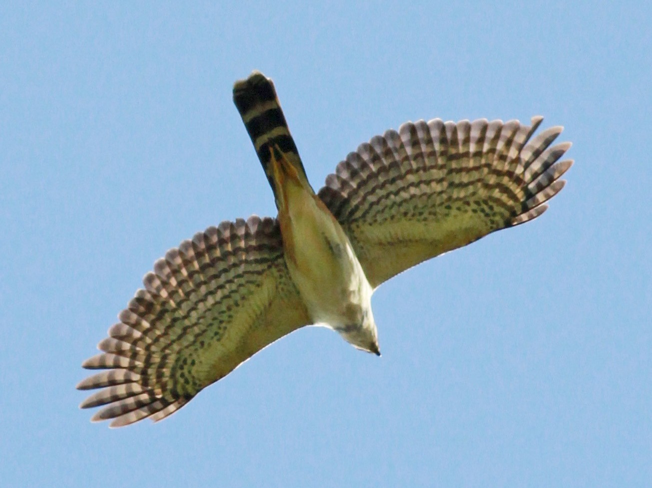 Bicolored Hawk - eBird