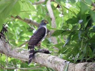 Bicolored Hawk - eBird