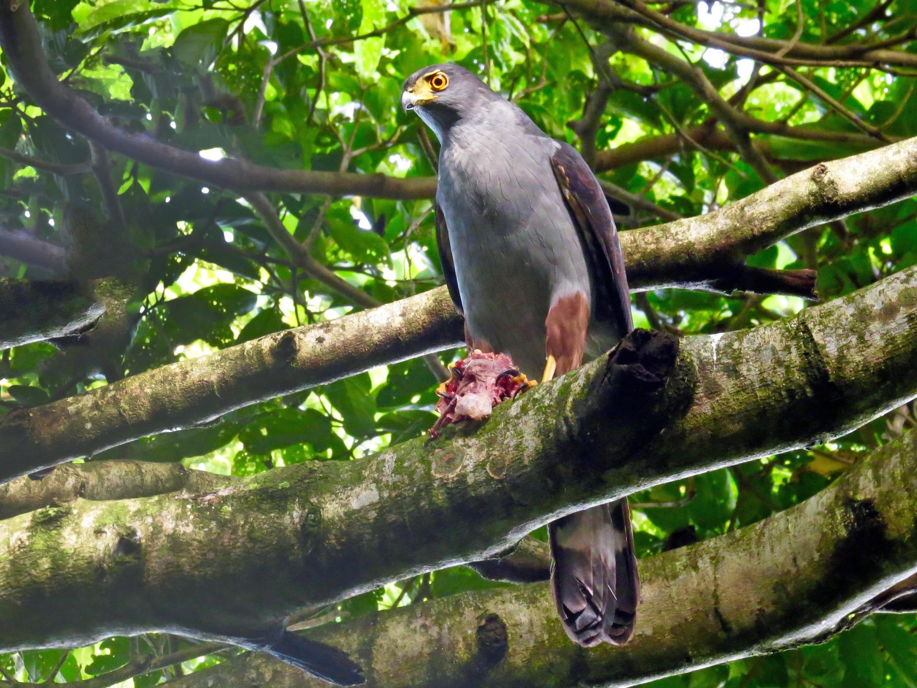 Bicolored Hawk - eBird