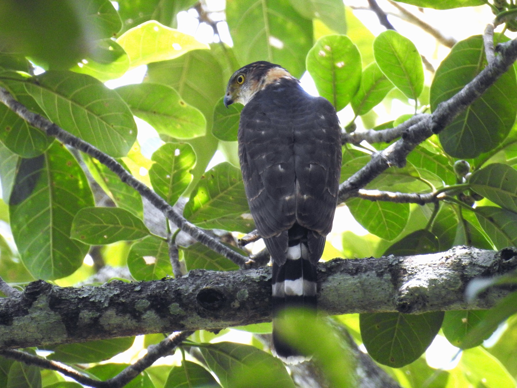 Gavilán bicolor - eBird