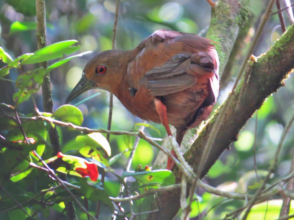 Uniform Crake - eBird
