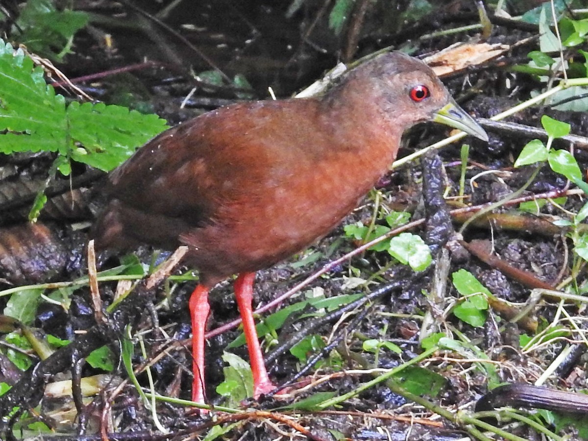 Uniform Crake - Amaurolimnas concolor - Birds of the World