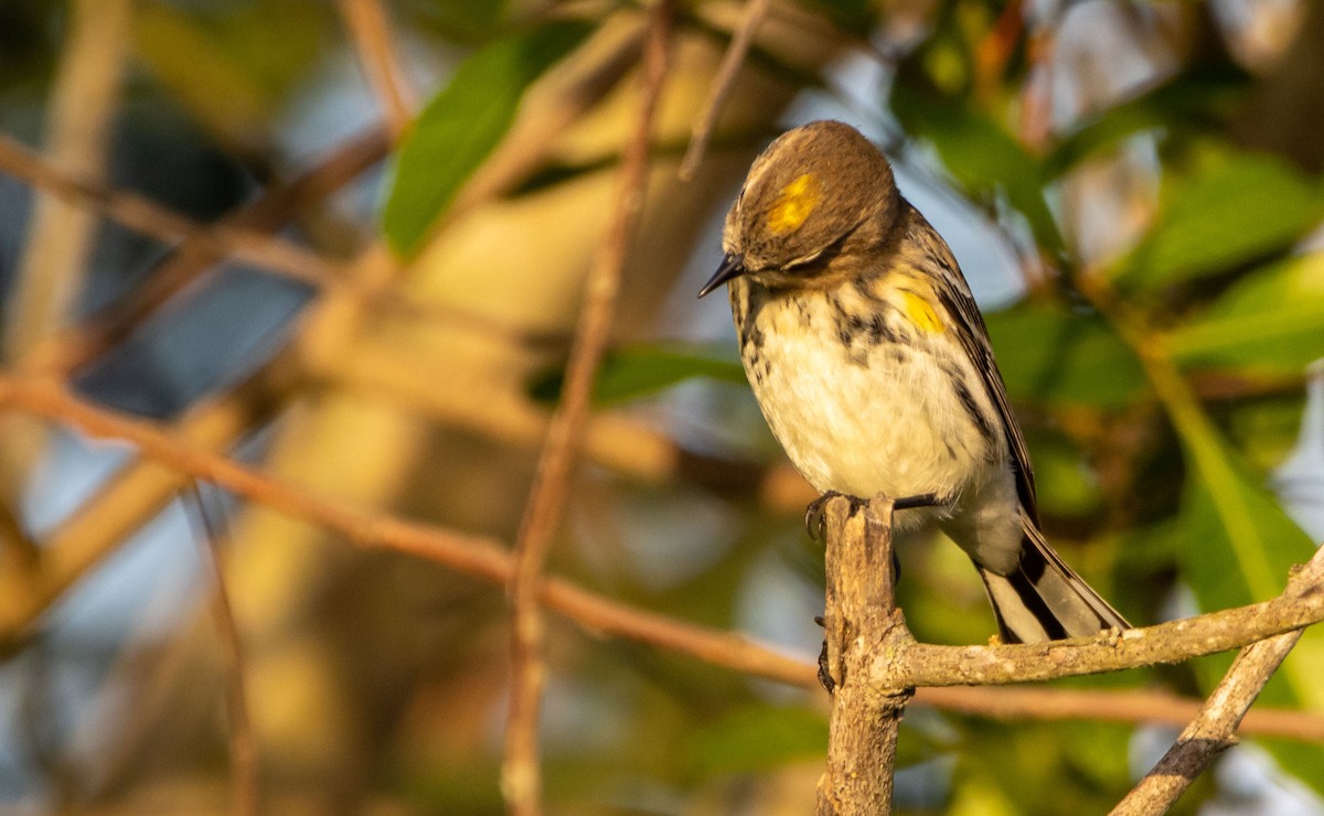 eBird Checklist - 31 Dec 2022 - Sem-Chi Rice Mill - 14 species