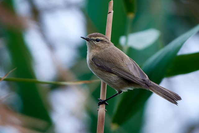 Mountain Chiffchaff