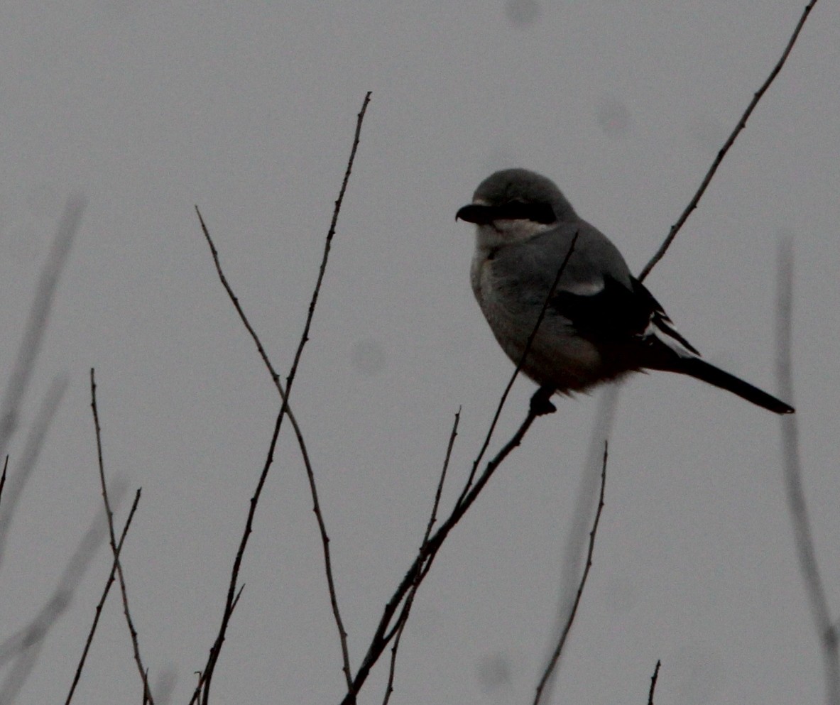 eBird Checklist - 21 Jan 2023 - Greene-Sullivan SF--Dugger Unit - 37 ...