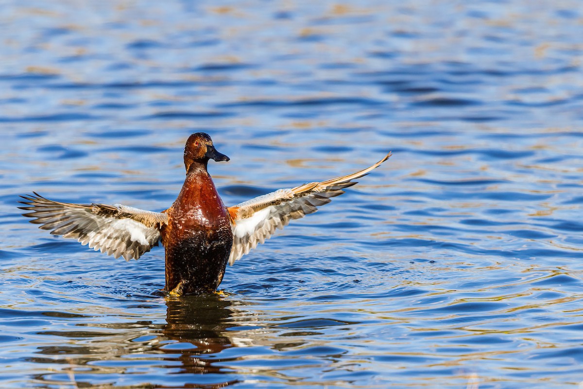 eBird Checklist - 28 Jan 2023 - San Joaquin Wildlife Sanctuary ...