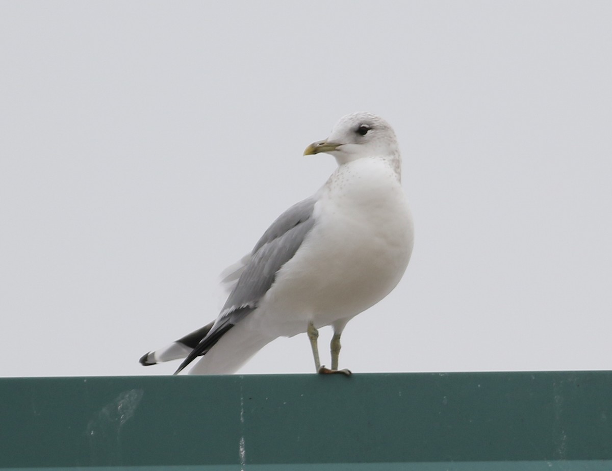 eBird Checklist - 29 Jan 2023 - Stakeout Common Gull- Kohl’s, Mansfield ...
