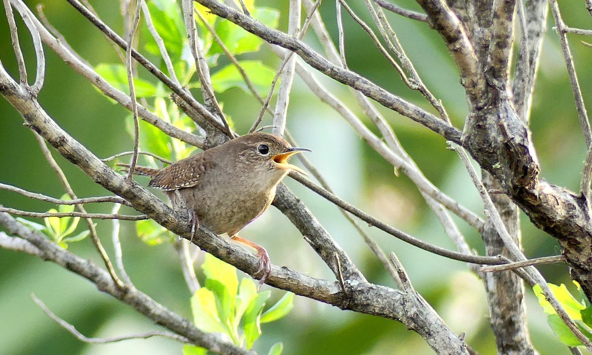 eBird Checklist - 22 Jan 2023 - Possum Branch Preserve - 40 species