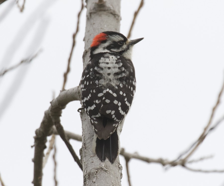 Downy x Nuttall's Woodpecker (hybrid) - eBird