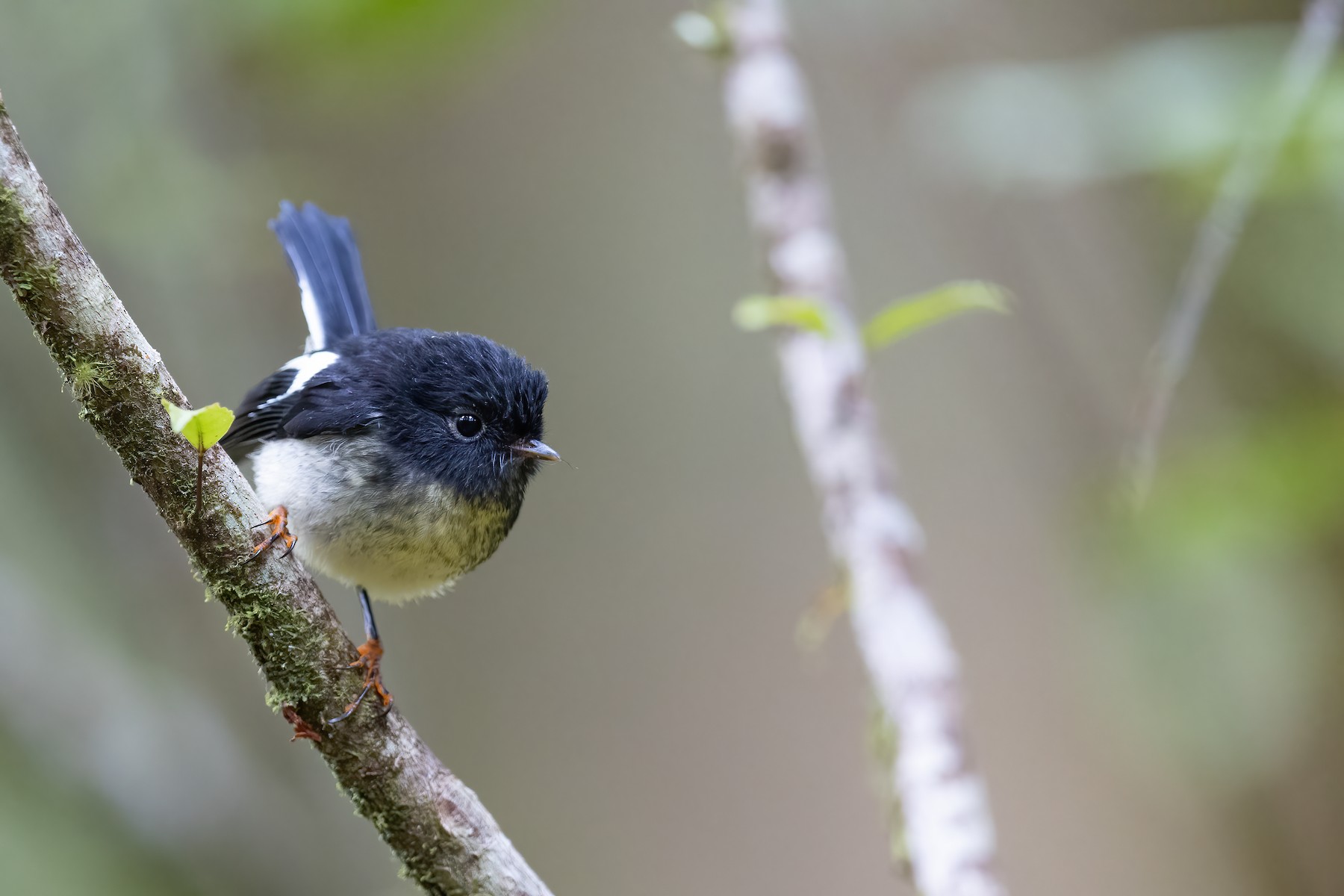 Tomtit (New Zealand) - eBird