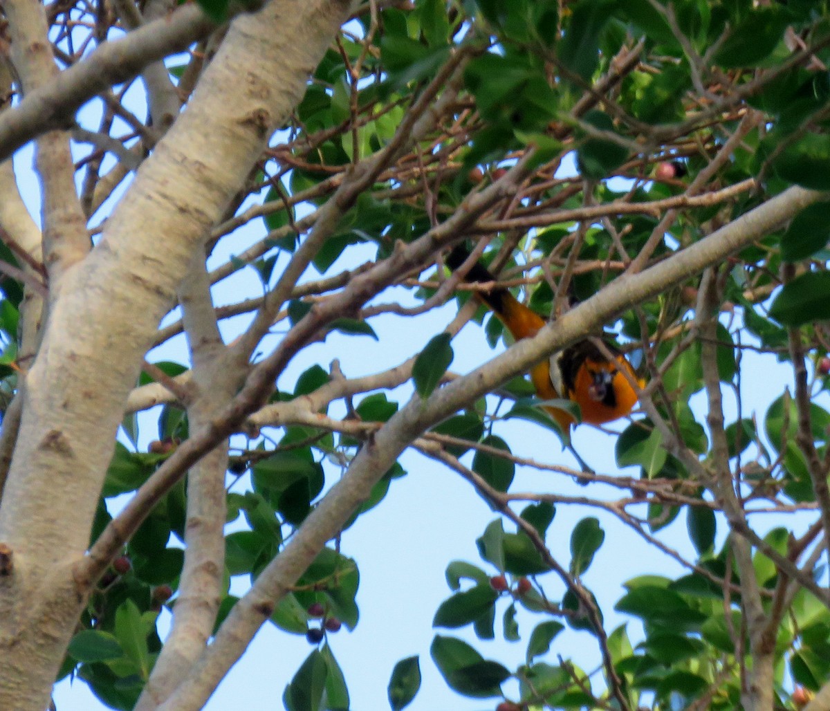 eBird Checklist - 30 Jan 2023 - 710 Bow Line Drive, Naples, Florida, US ...