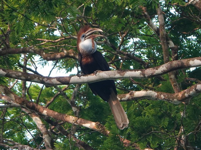 Photos - West African Pied Hornbill - Lophoceros semifasciatus - Birds ...