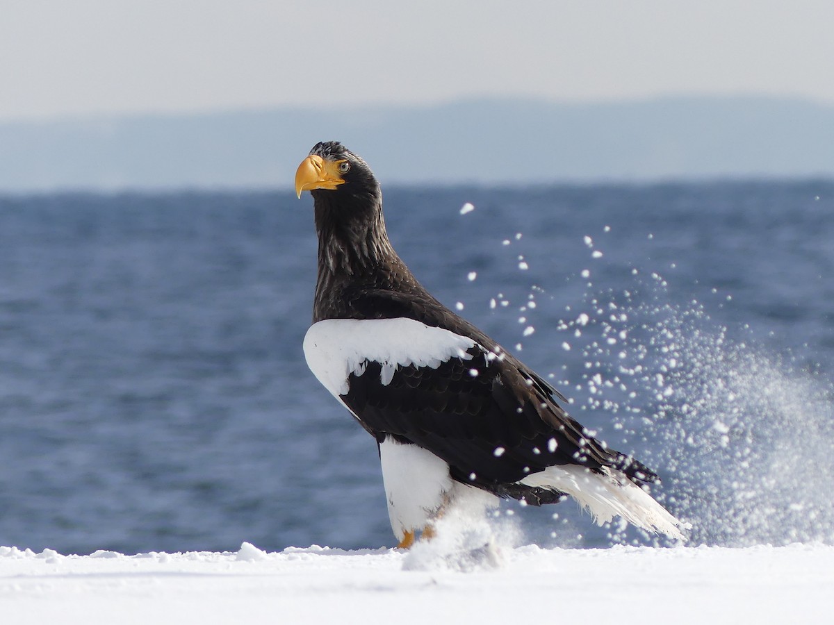 Media Search - Macaulay Library and eBird