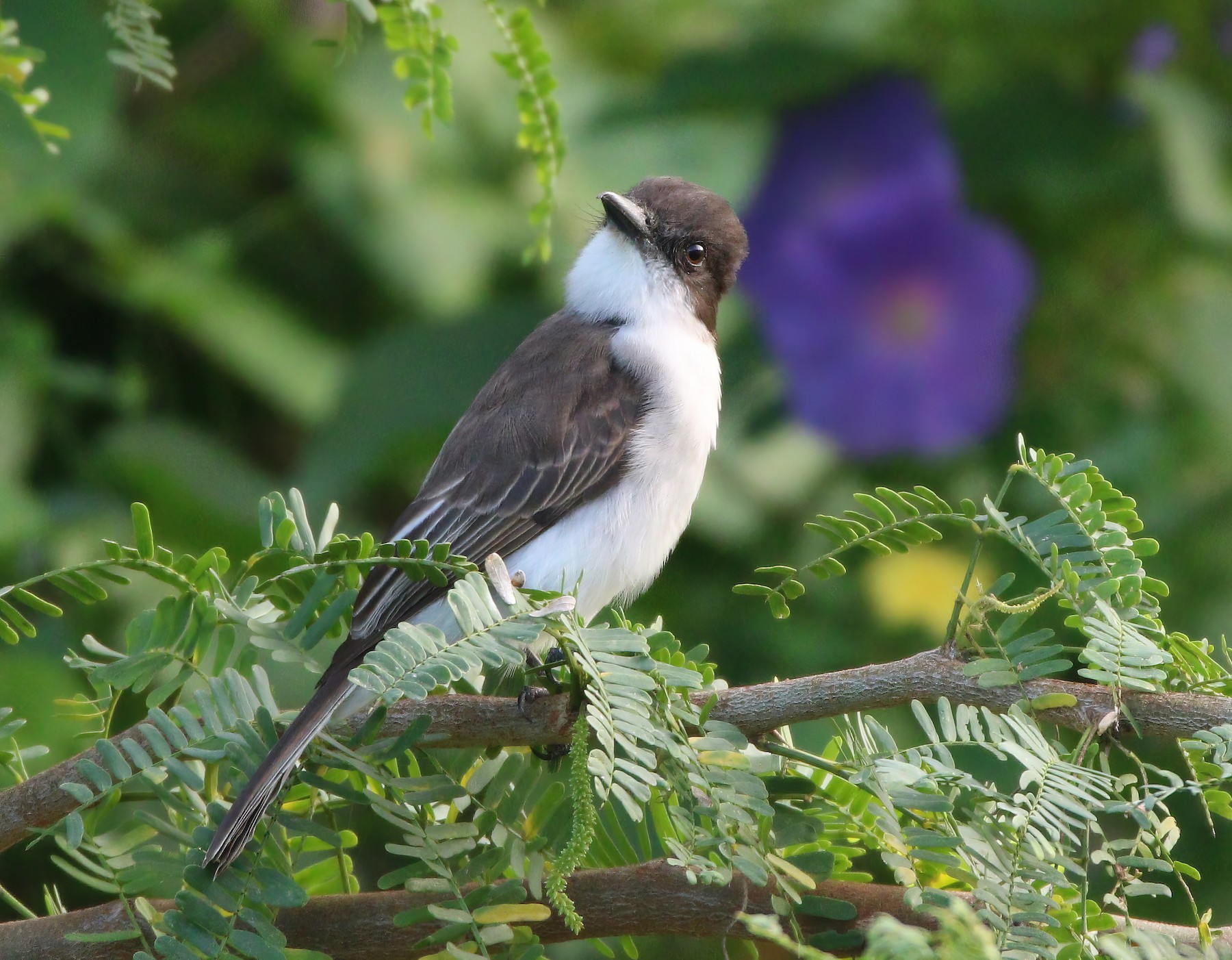 Loggerhead Kingbird (Puerto Rico) - eBird