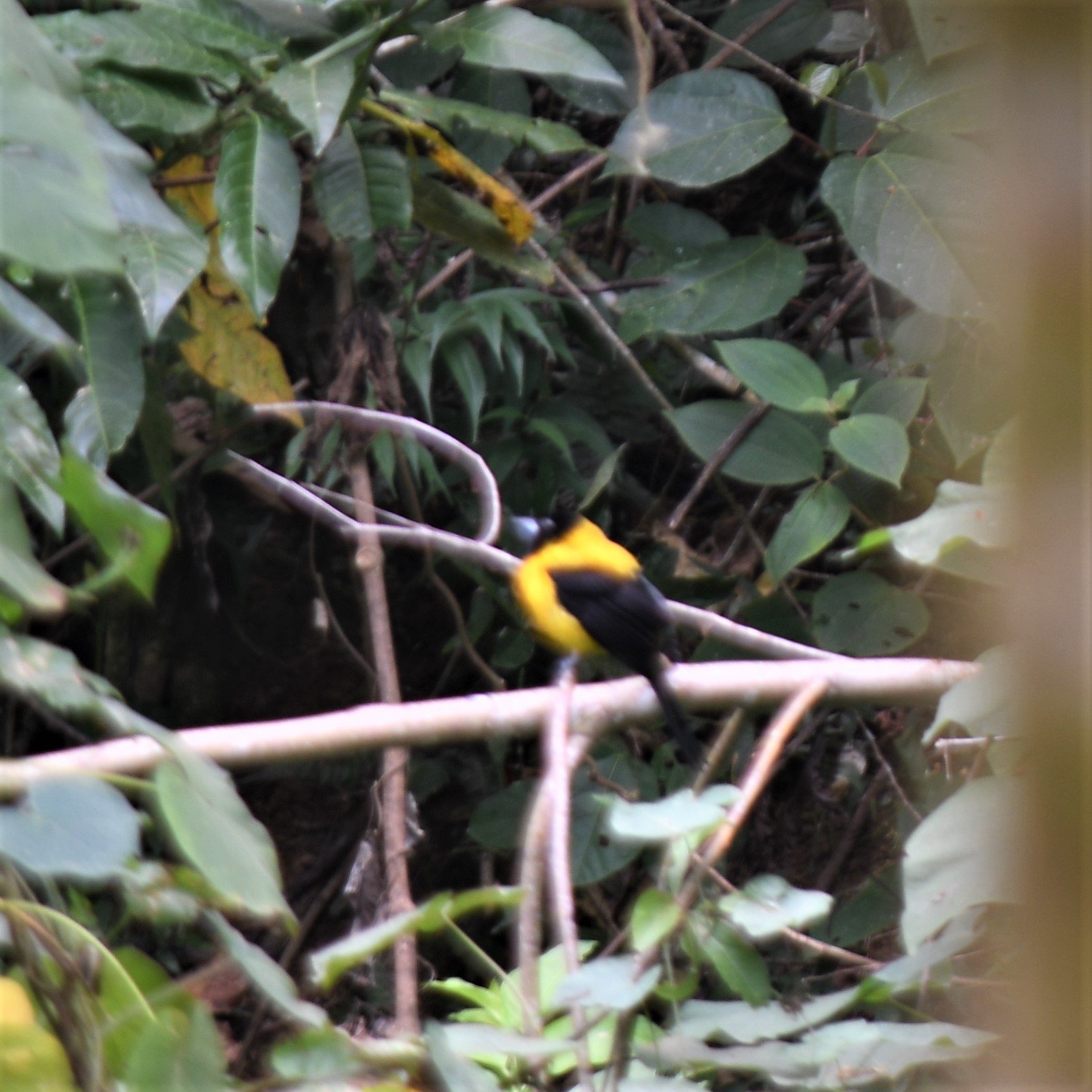 Calandria Capucha Negra (dickeyae/nayaritensis) - eBird