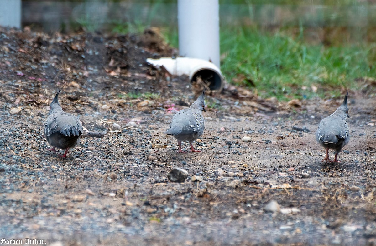 eBird Checklist - 20 Jan 2023 - Bulga Recreation Reserve - 11 species