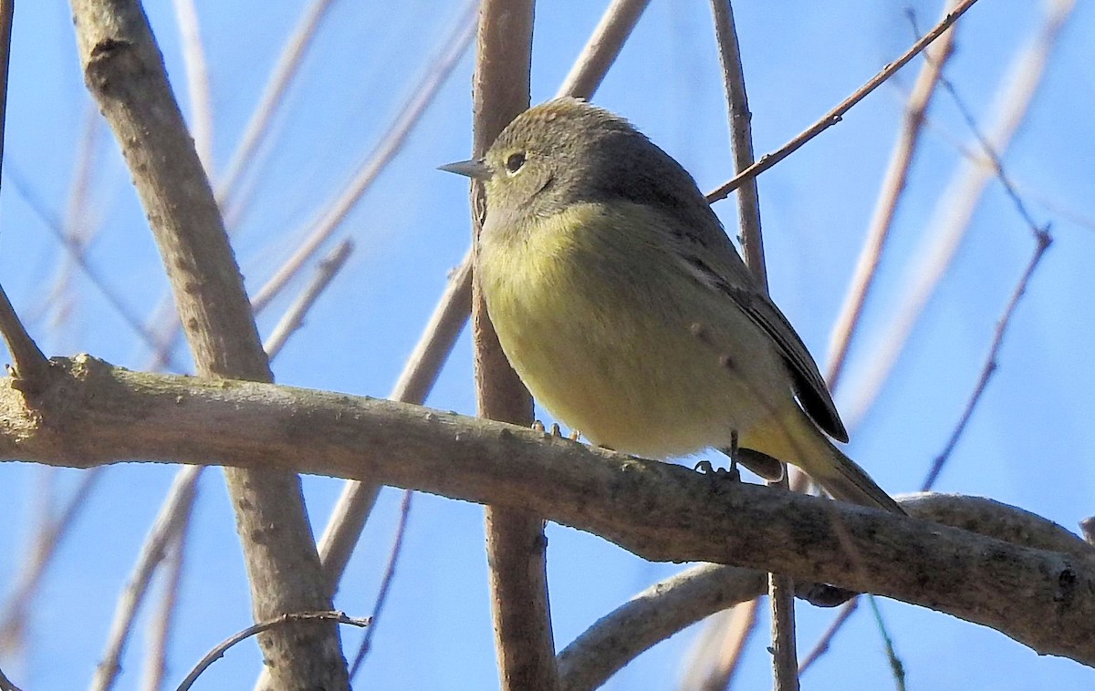 eBird Checklist - 27 Jan 2023 - Ellen Trout Park - 24 species