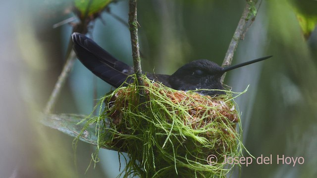 Black Inca Hummingbird