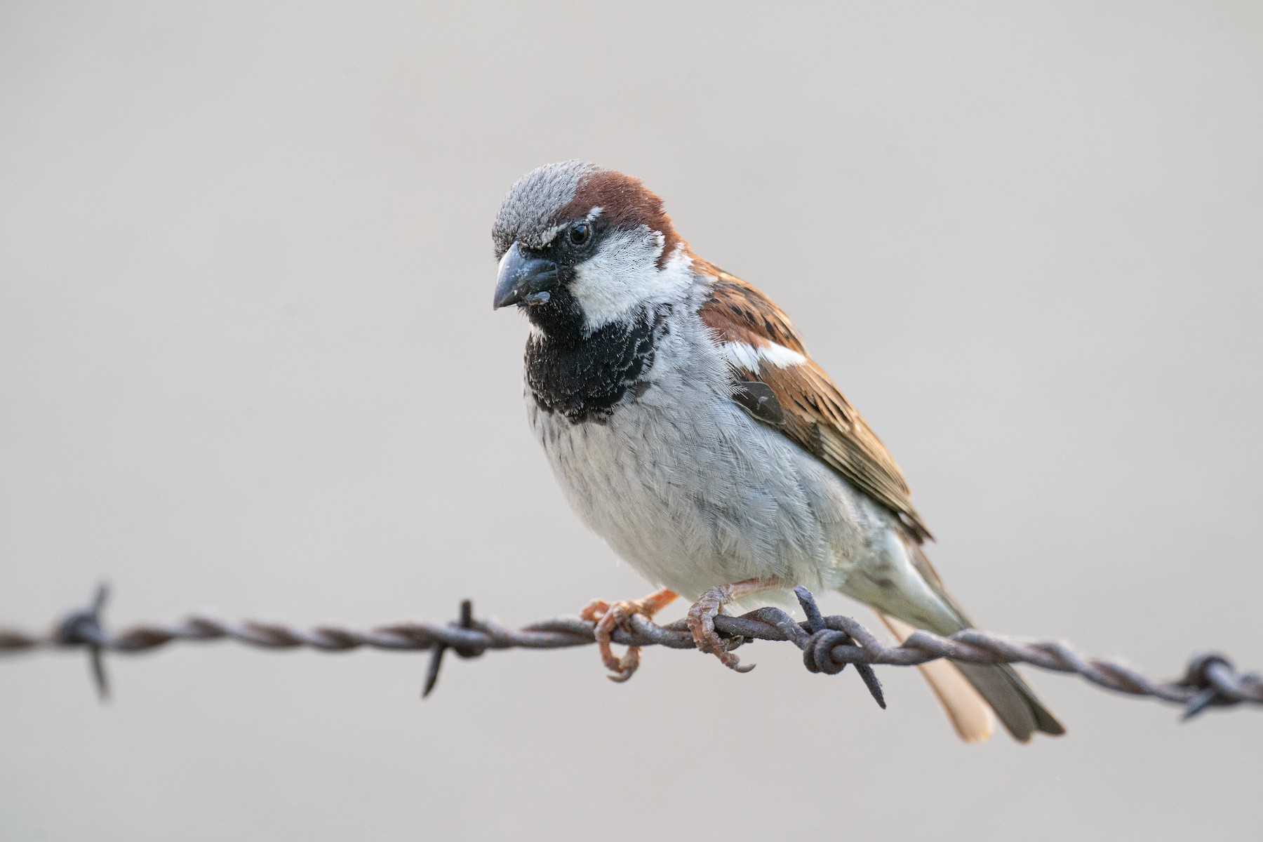 House x Italian Sparrow (hybrid) - eBird